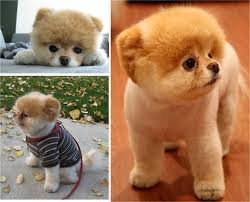 EL PERRO MAS MONO DEL MUNDO | Mirincon