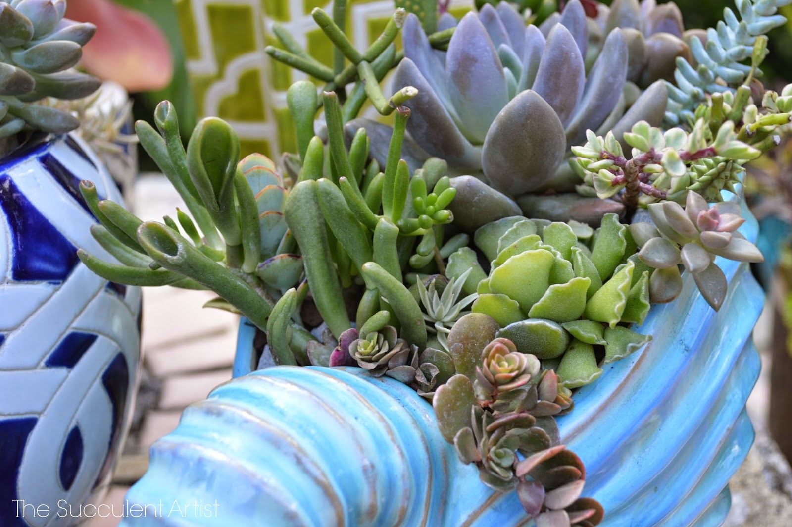 Unique Succulent and Cacti Planters: Think Outside the Box