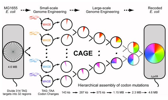 New technology from MIT and Harvard can edit DNA at the genome scale ...