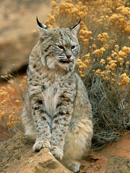 Kucing dan Jenisnya: Bobcat (Lynx Rufus)