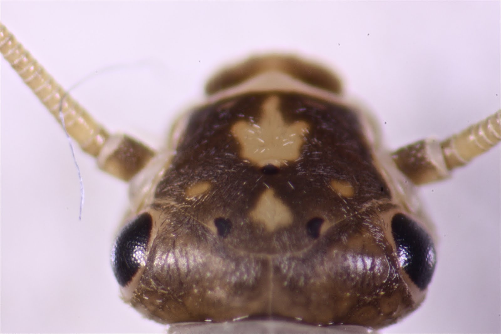 Aquatic Insects of Central Virginia: The Perlodid stonefly, genus ...