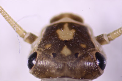 Aquatic Insects of Central Virginia: The Perlodid stonefly, genus ...