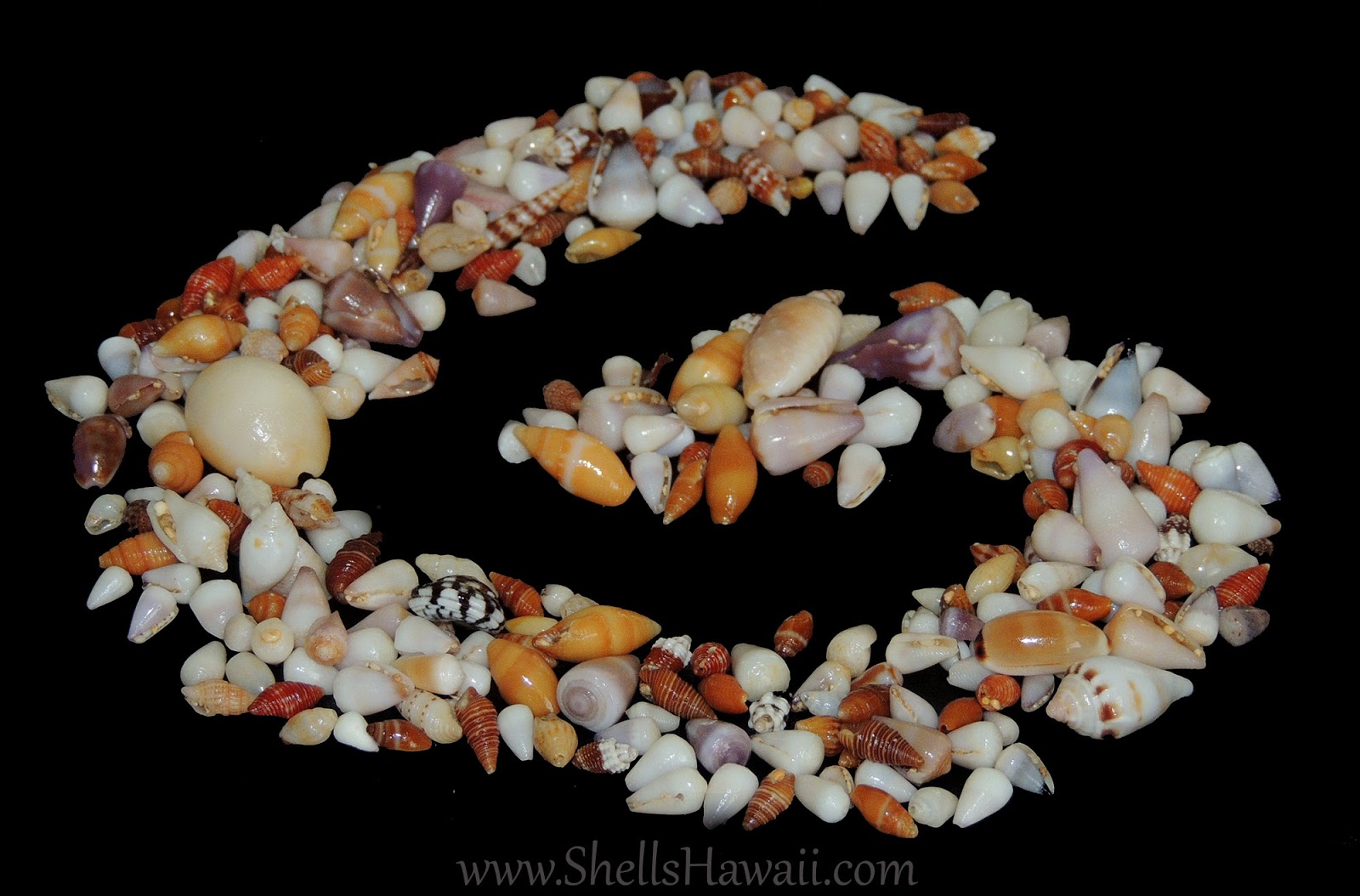 ShellsHawaii ...by Janjira: Hawaiian Sea shells