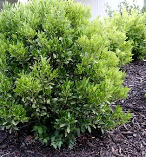 Dr. Dan's Garden Tips: Planting for the Irish in You