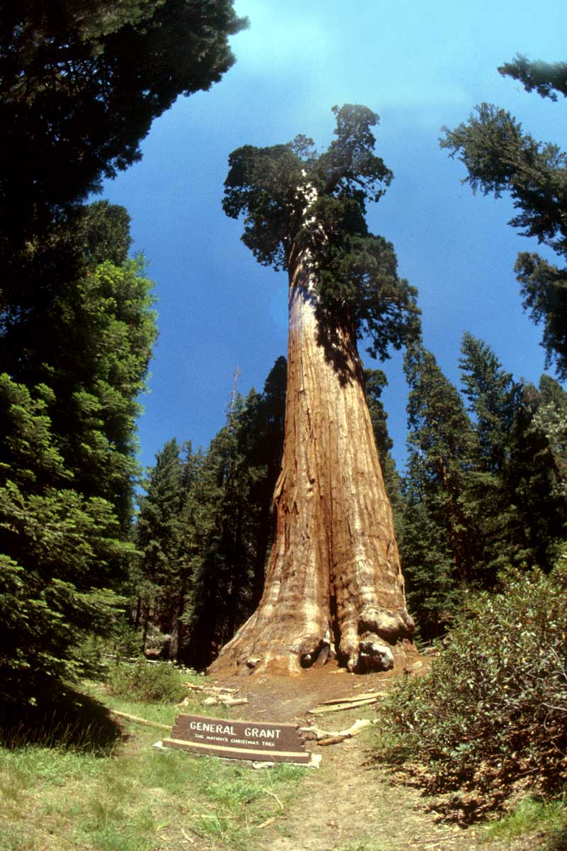 Metaphyta: Sequoias