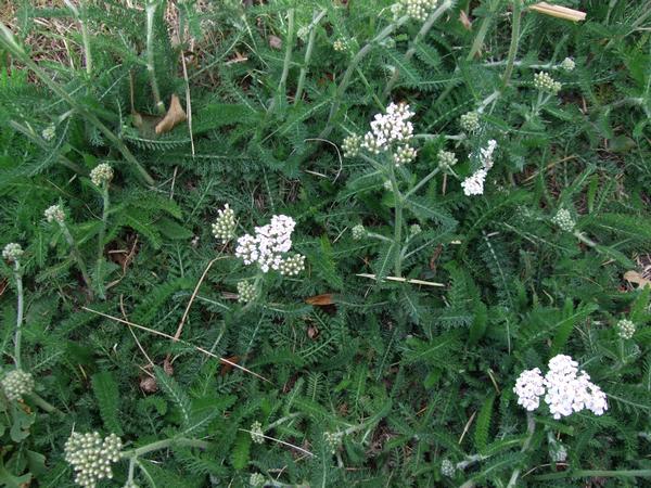 Yarrow ~ Lawn and Turf Care