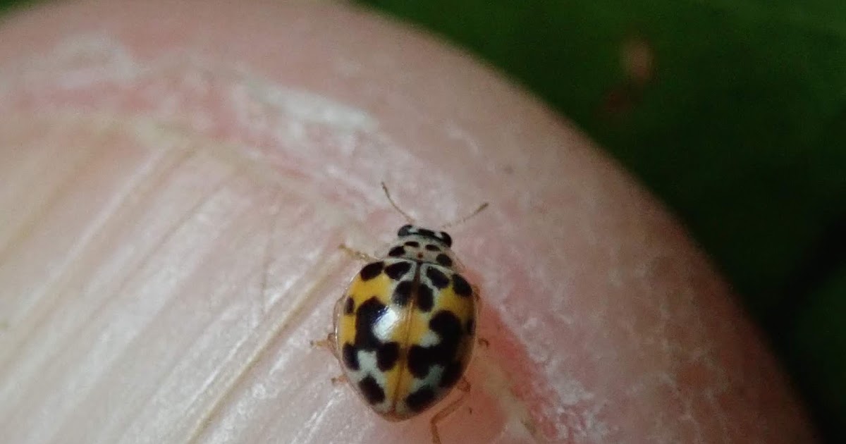 Springfield Plateau: Wee Tiny Ladybug