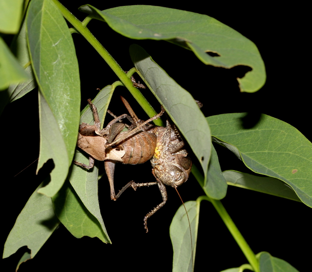 Listening in Nature: The Predatory Katydid