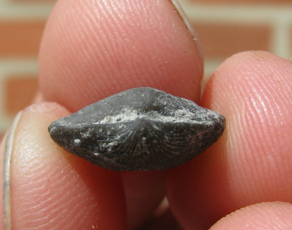 Views of the Mahantango: Orthis? sp. brachiopods from the Kalkberg ...