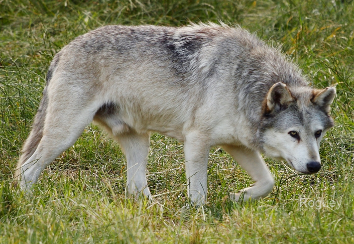 Abe's Animals: Russian wolf