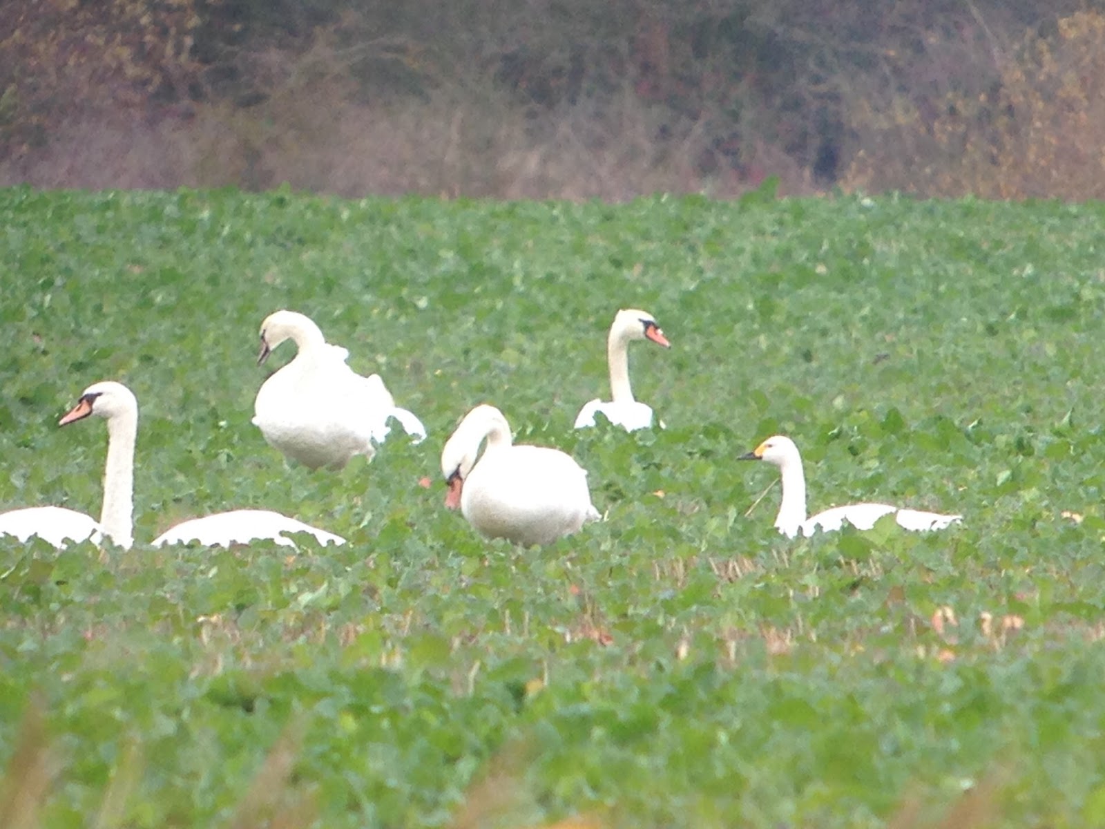notbirding: Wild Swans