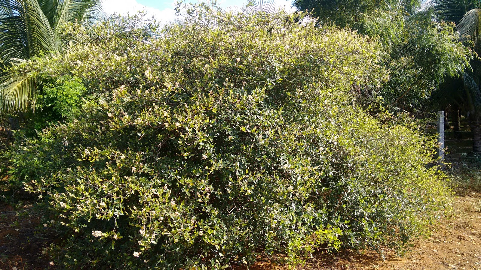 Petrolândia em Foco: Agrovila 1: o pé de murici, está sempre muito florido