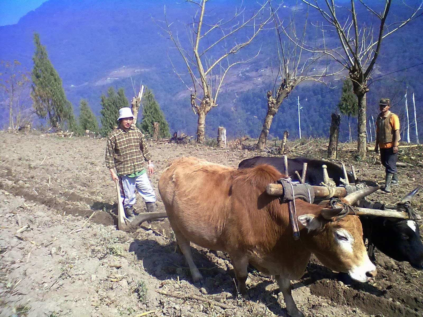 Mesmerising Bhutan: Organic Farming (a Dream or a Reality)