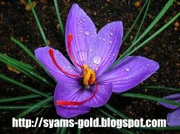 SyamSGold...Borong 4 All: ZAFARAN @ SAFFRON