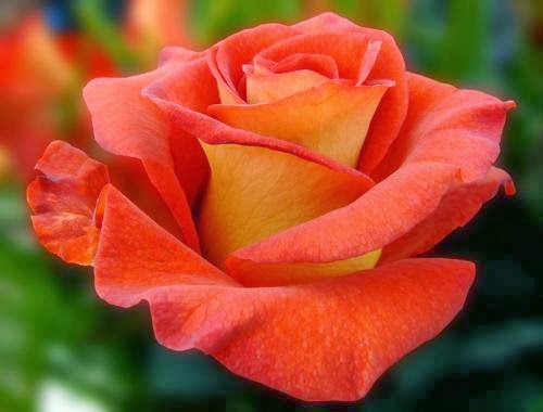 Orange Rose ~ Stunning nature