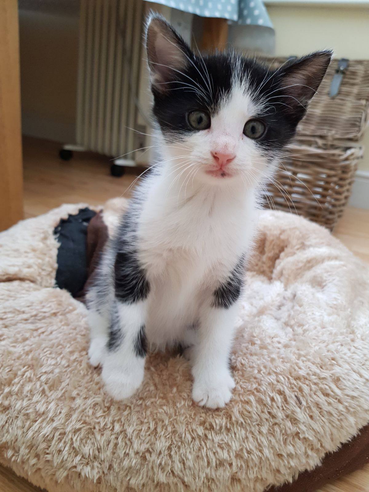 MK Cat Rescue: Cats in Our Care