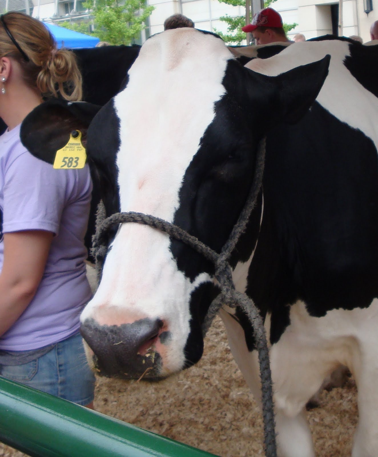 Aviva In Dairyland: Got Milk? My visit to the 32nd annual "Cows on the ...