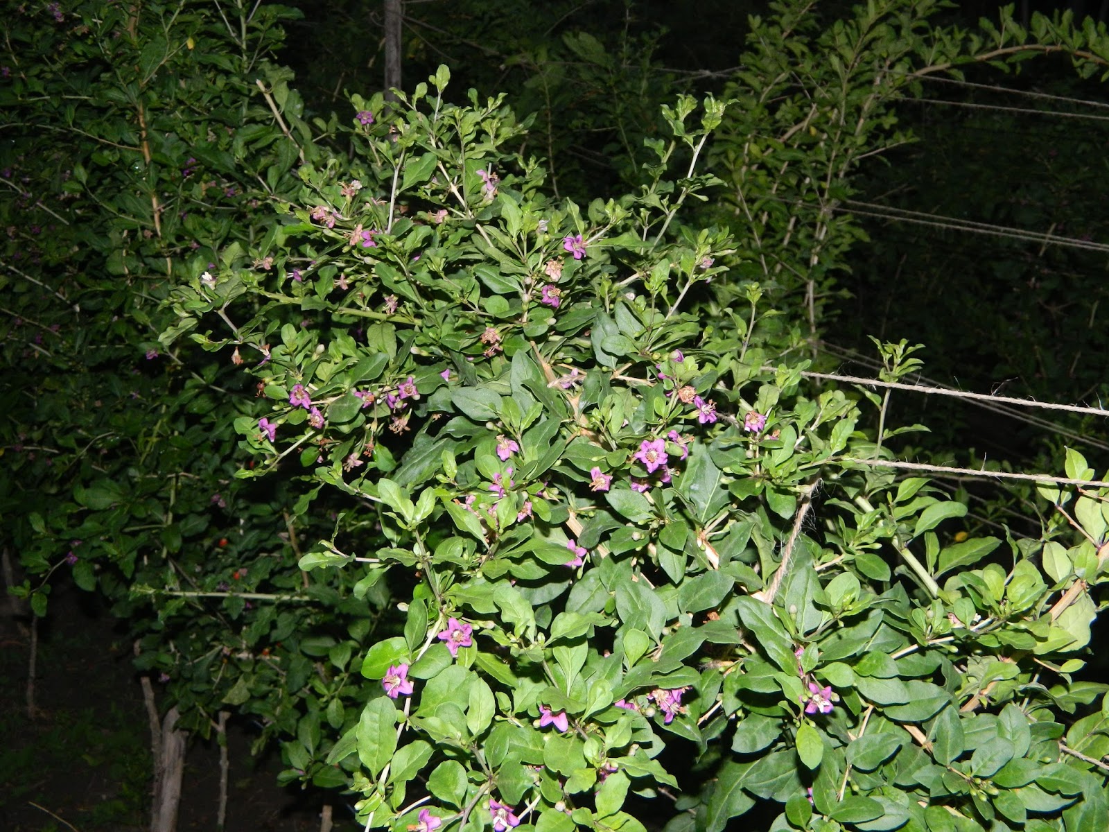 arbusti Goji - FRUCTELE TINERETII - Pagina 5