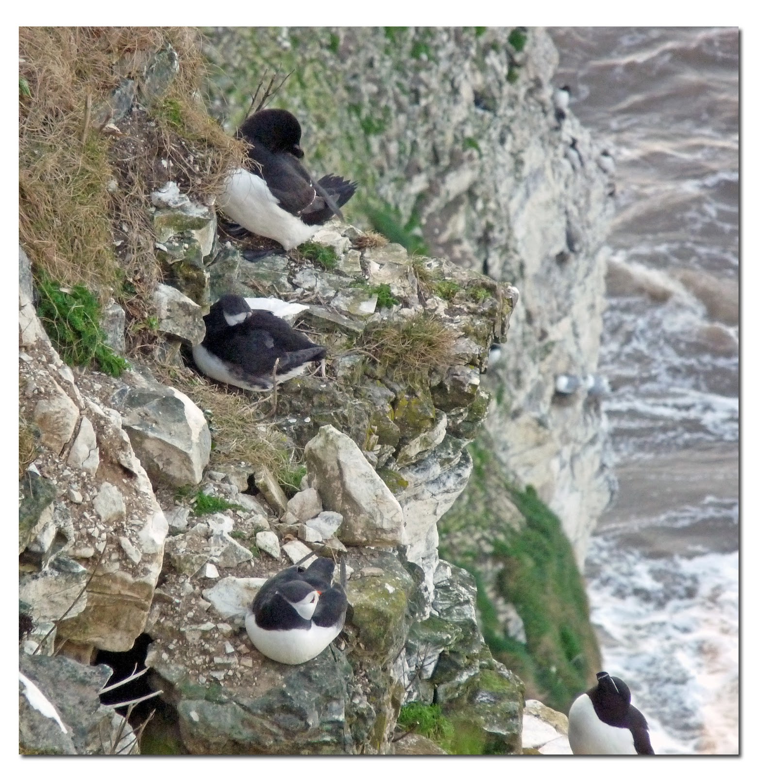 Wild and Wonderful: Beautiful Birds: Puffins at RSPB Bempton Cliffs