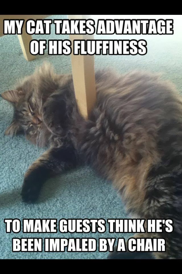 Clever Cat FunTabs clever-cat-funtabs