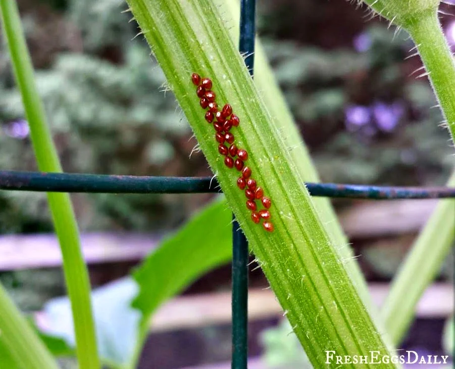 Good Bugs vs. Bad Bugs | The Struggle between Good and Evil in the ...