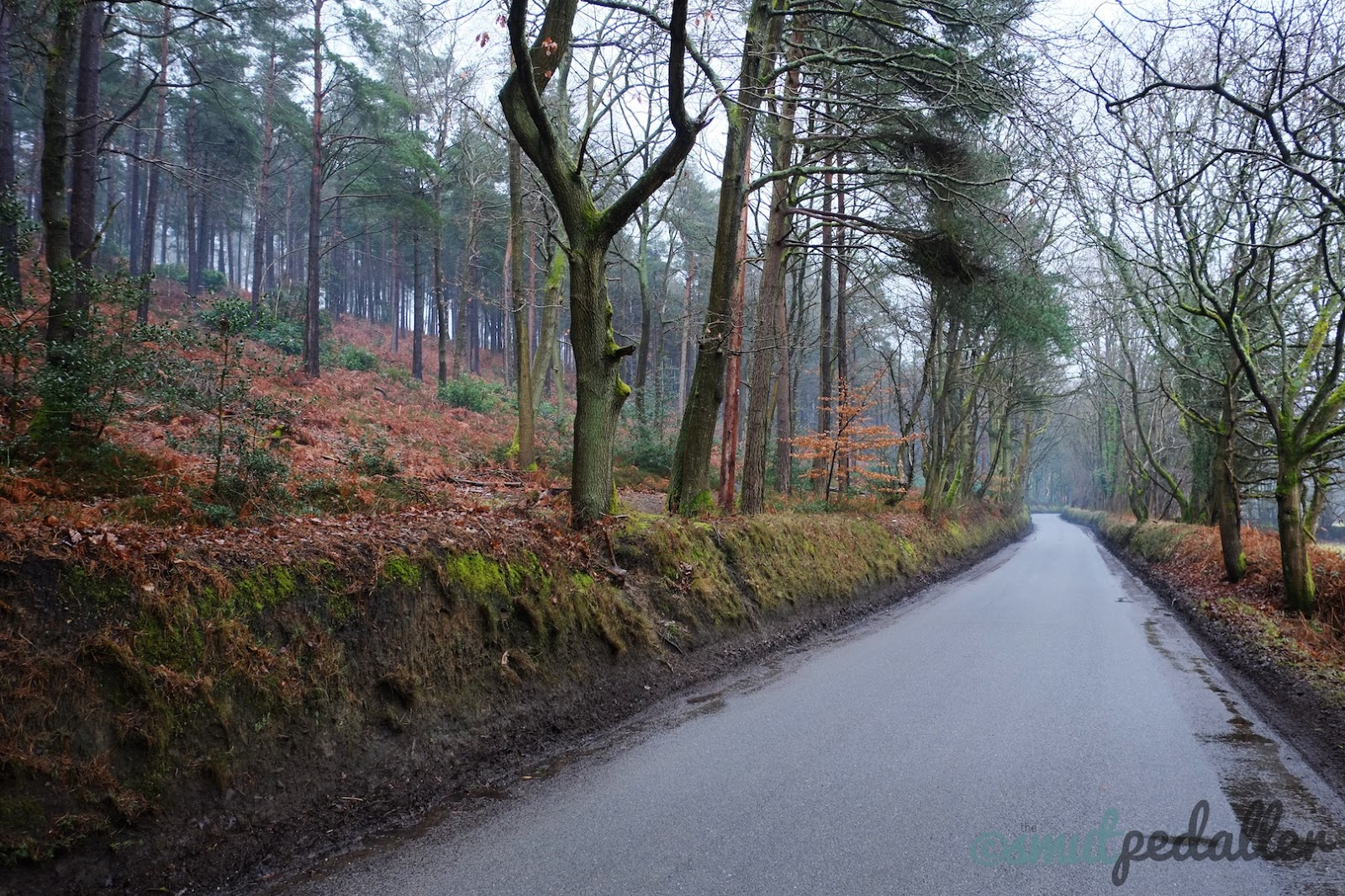 The Smut Pedaller: Surrey Hills and Winterfold Forest