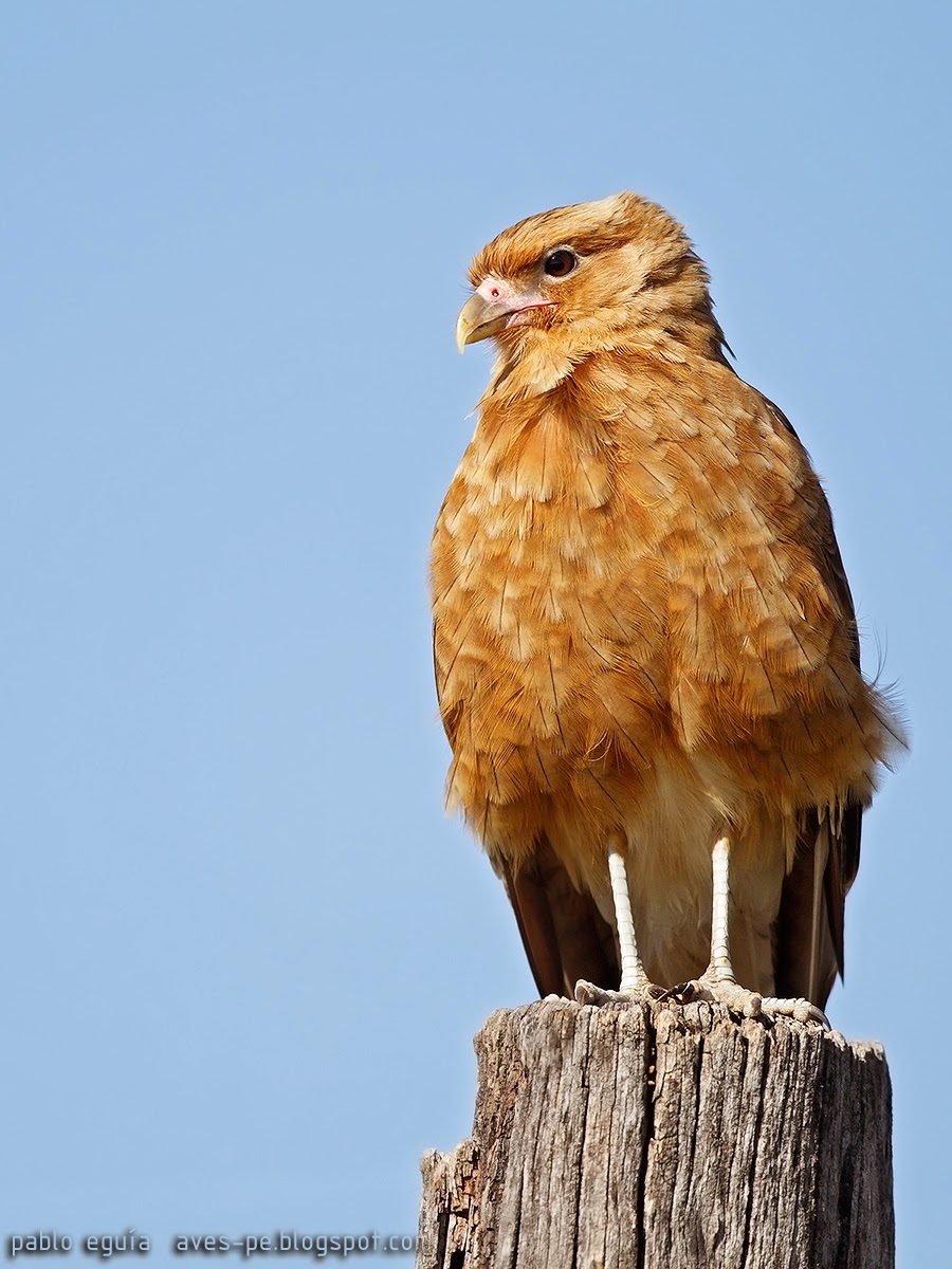 mis fotos de aves: Phalcoboenus chimango Chimango Chimango Caracara