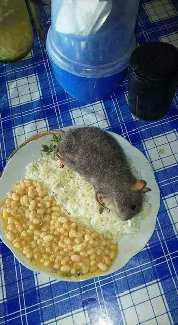 MENDOZA: INDIGNACIÓN POR RESTAURANTE CHINO QUE SIRVE RATAS EN LA COMIDA ...