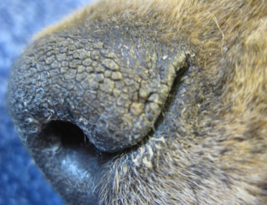 Symptoms to Watch for in Your Dog: Dry Nose