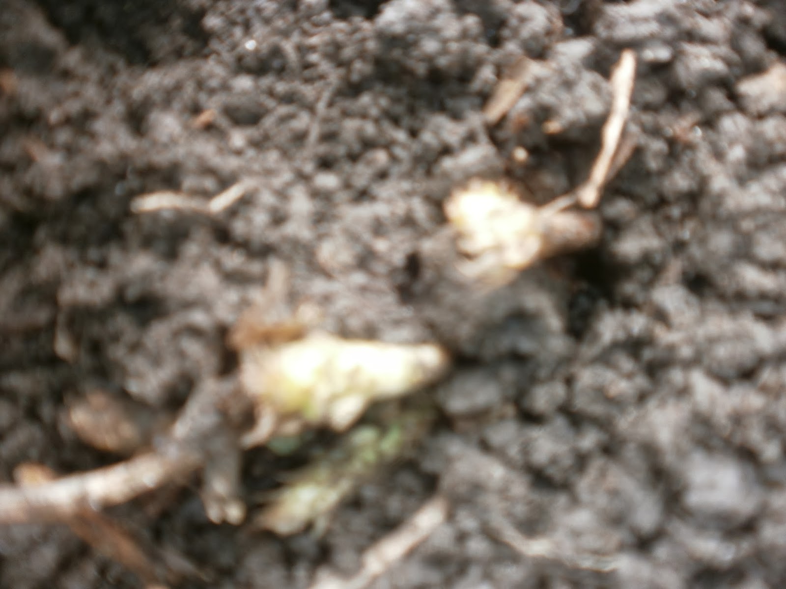 EL RAMIO PLANTA NUTRITIVA, DE BAJO COSTO MUY UTILIZADO EN NUTRICIÓN ...