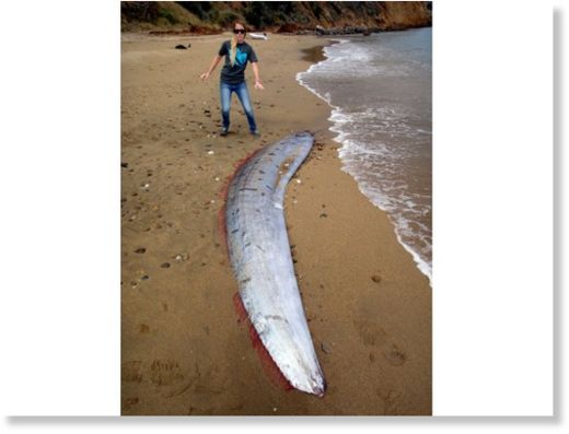 Nature alerte: 08/06/2015...USA: Un très rare Régalec géant s'échoue ...