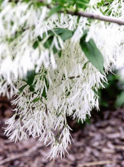 American Beauties Native Plants