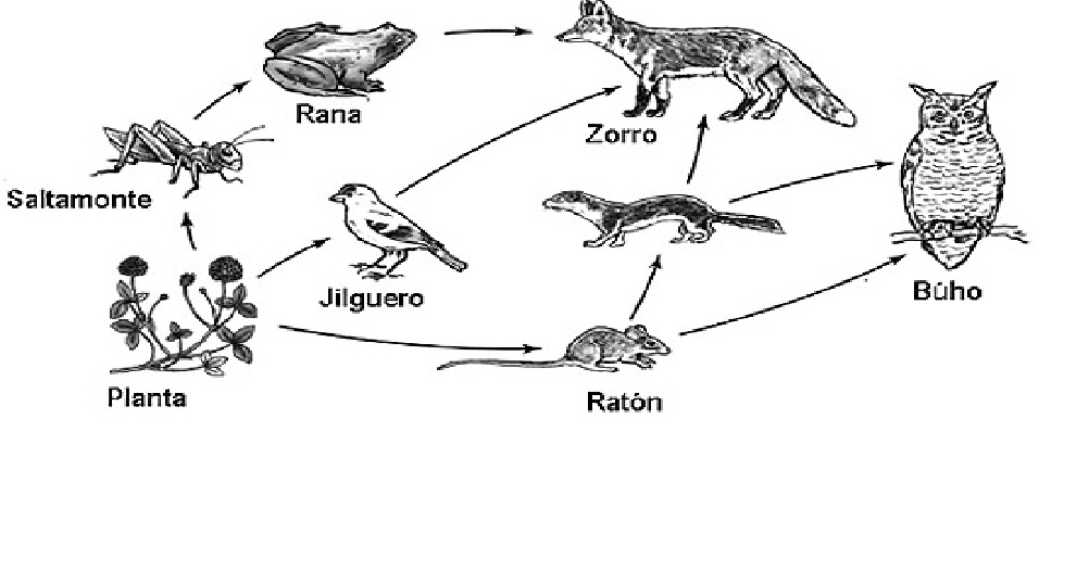 Ciencias naturales y algo más...: Cadenas y Redes Alimenticias