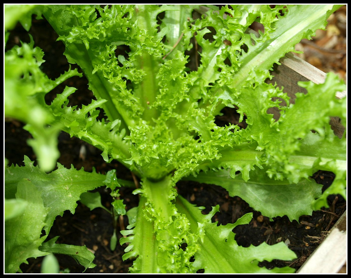 Mark's Veg Plot: Endives