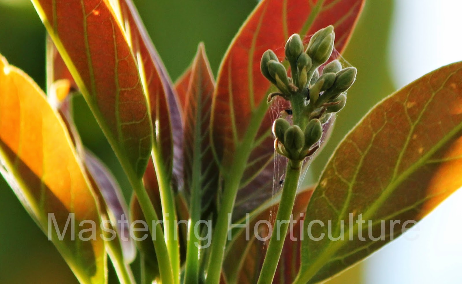 Mastering Horticulture: Avocado - First Flowers and Fruit