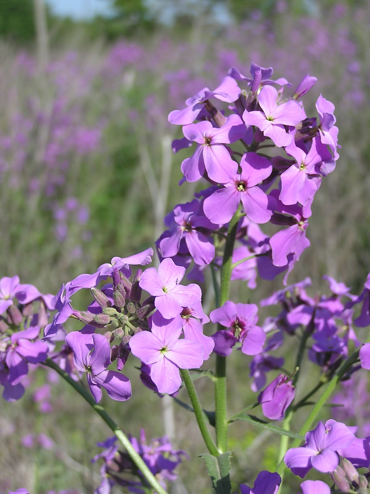 Plant World: Hesperis matronalis