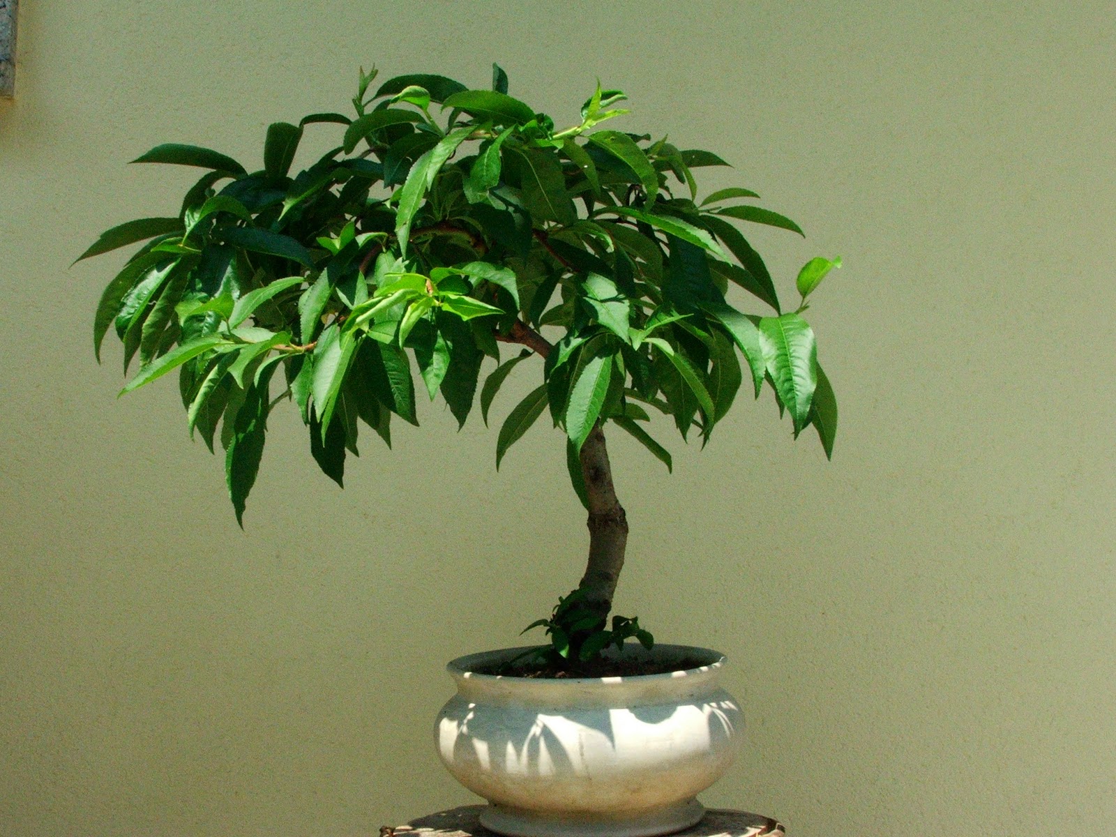 Evoluzione Bonsai : Bonsai di Pesco - Peach - prunus persica