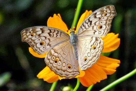 Sweet Nothings Crochet: TITALI COWL