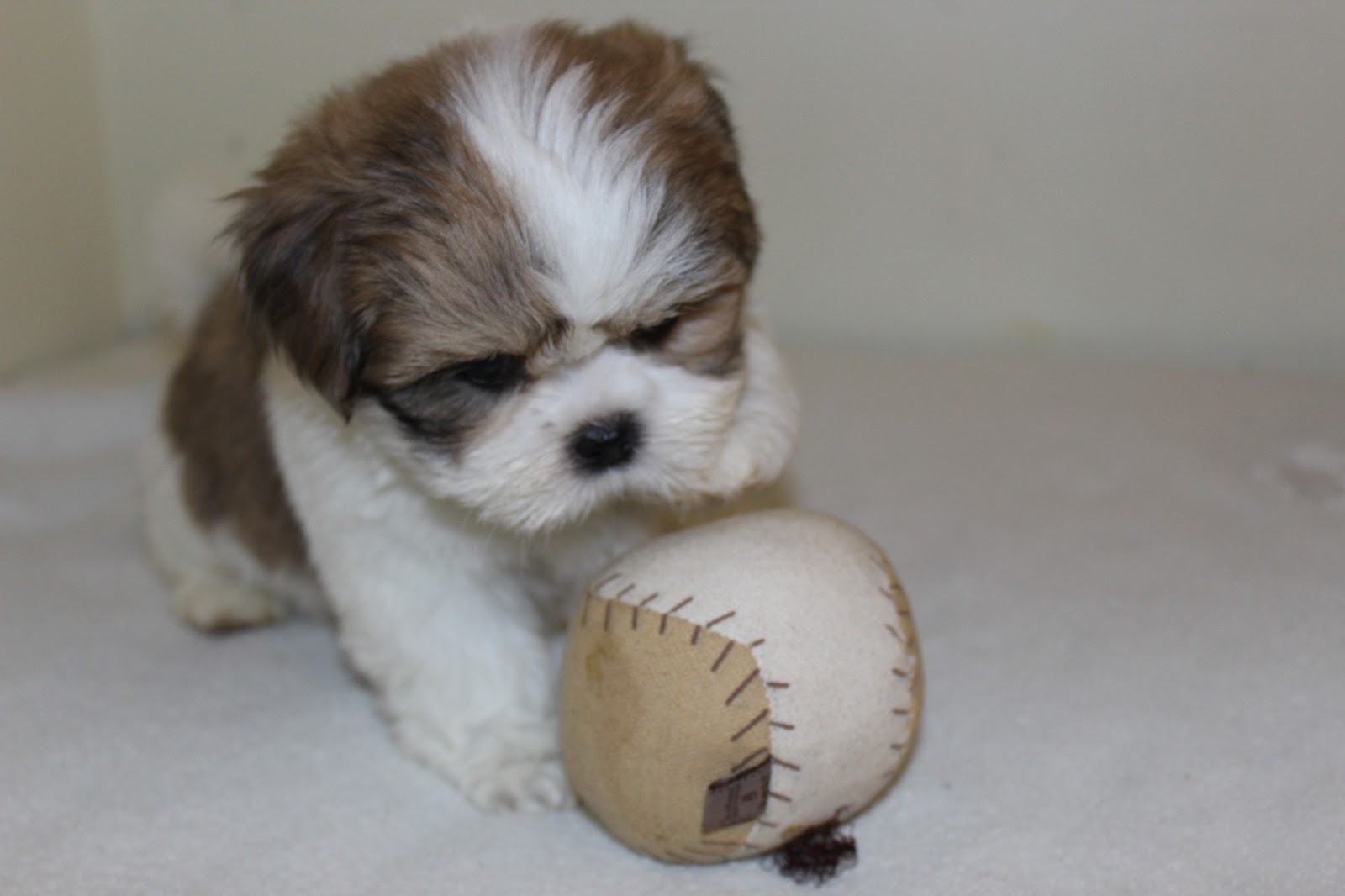 Lhasa Apso - Penny's Pups from birth to new homes