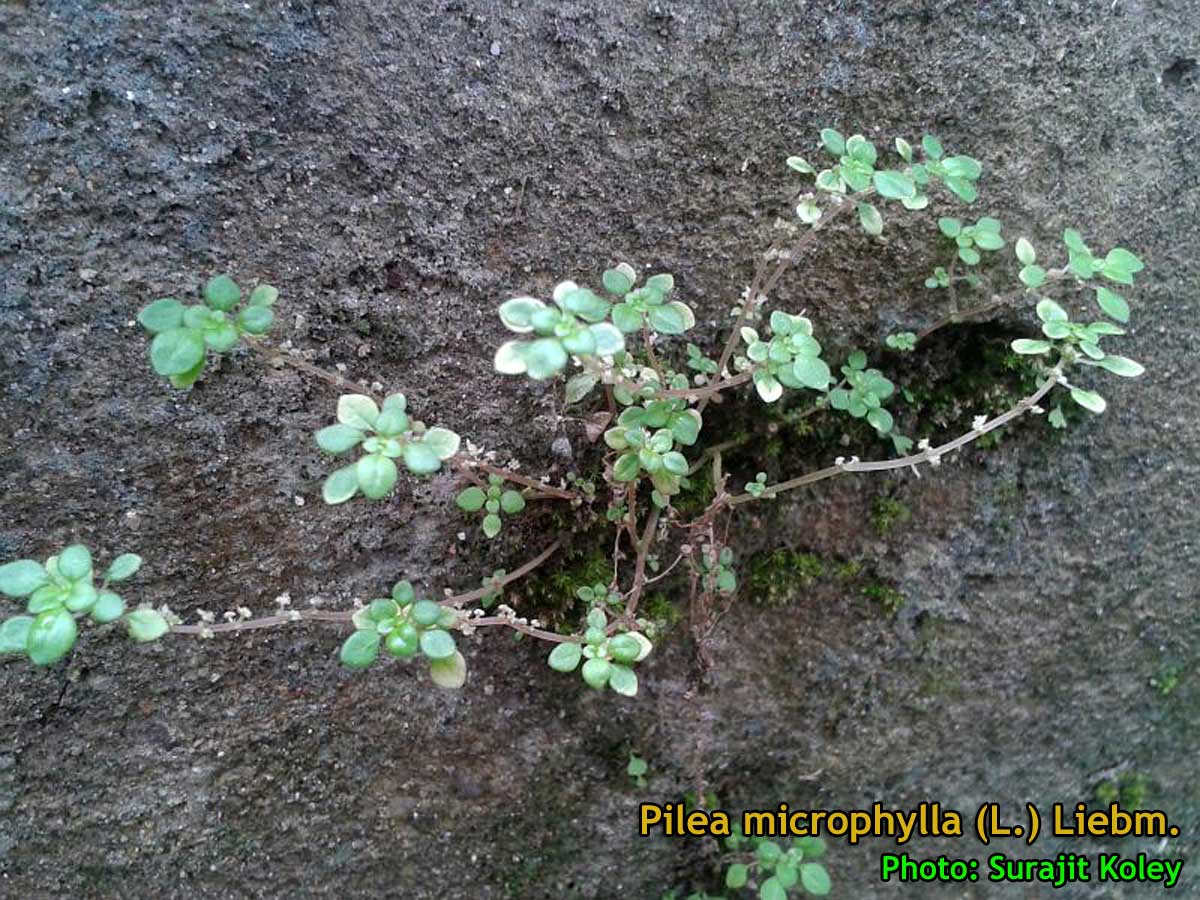 Medicinal Plants: Pilea microphylla