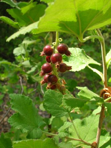 Volcanes, Rios,Ciudades y Pueblos de Chile: Frutas Sur