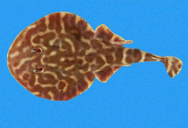 Artes de Pesca: VAMOS A PESCAR TORPEDINIFORMES (Rayas Electricas)