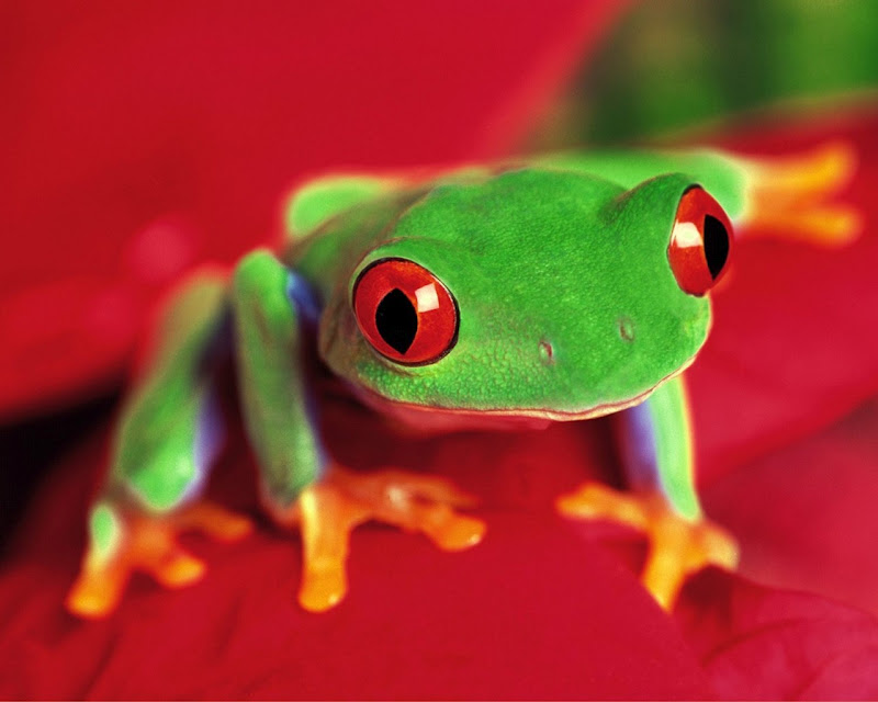 StYliSh zOne: 20 Amazing Frogs HD Wallpapers