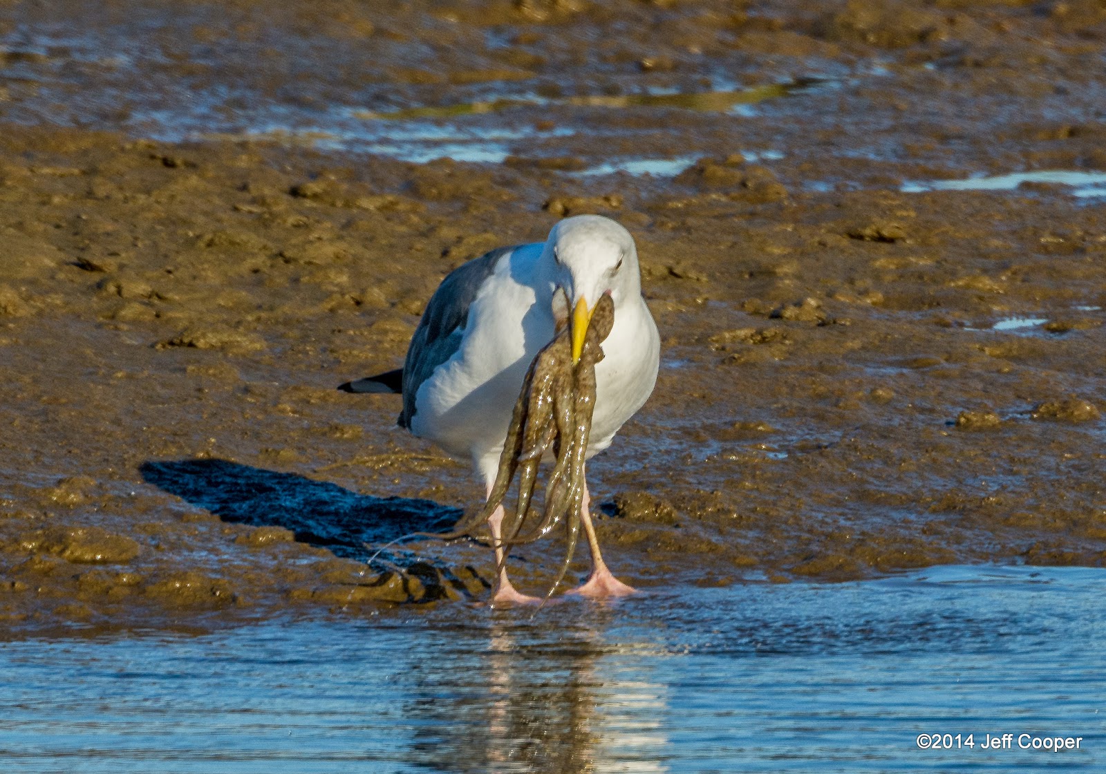 NeoVista Birds and Wildlife: Down Goes the Octopus: Western Gull Predation