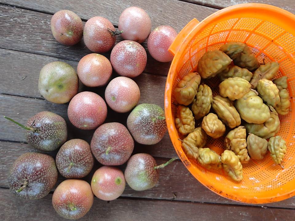 Kebun Bahagia Bersama: Anak Pokok Markisa