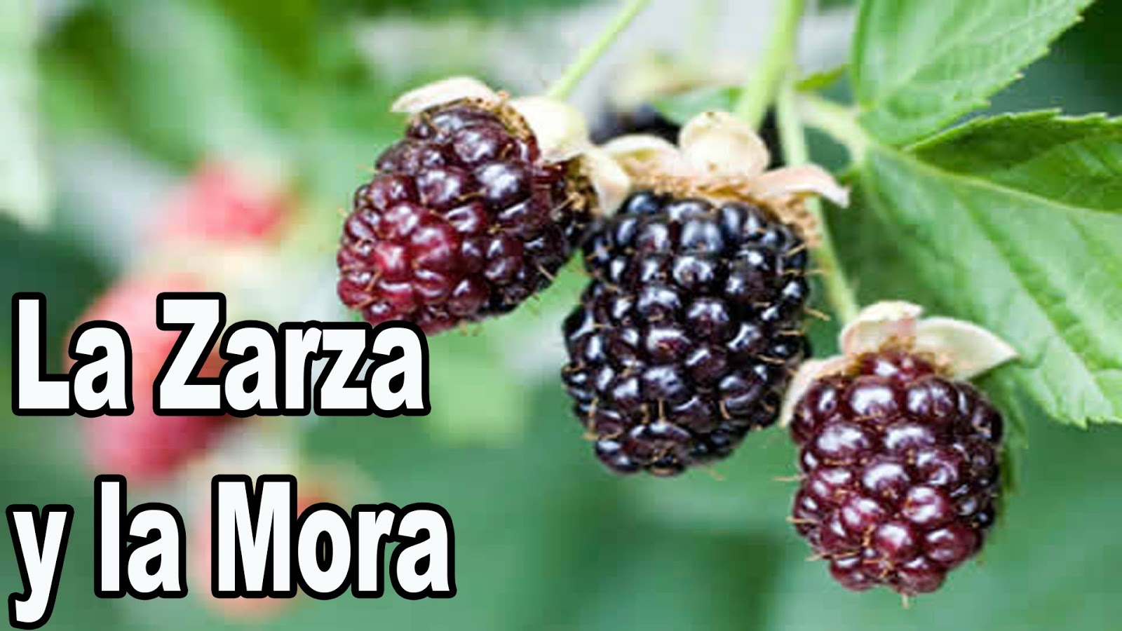 Criadero Kimbi: La Zarzamora y la Mora, conoce a esta planta y sus frutos.