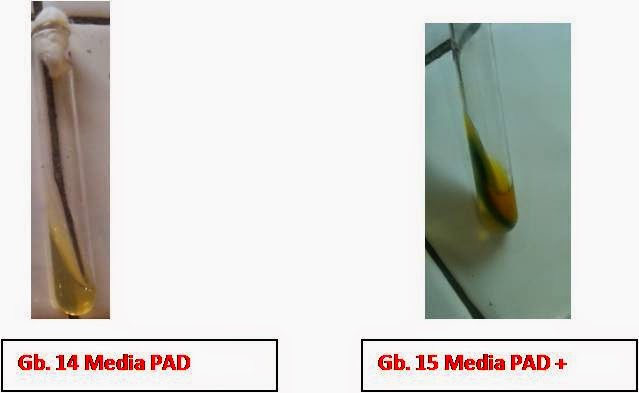 Artanta-Bagus: Uji Media Biokimia