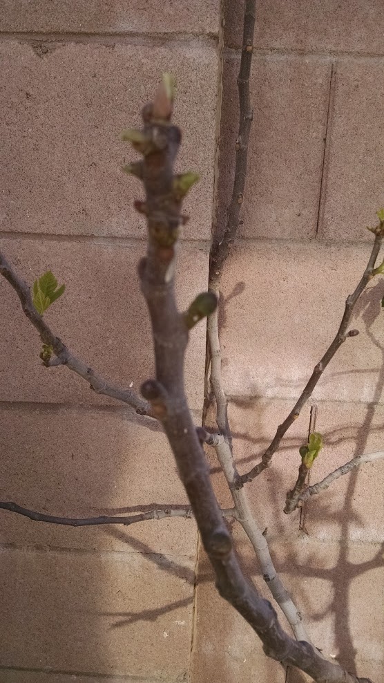 Desert Valley Orchard: Petite Negra Fig