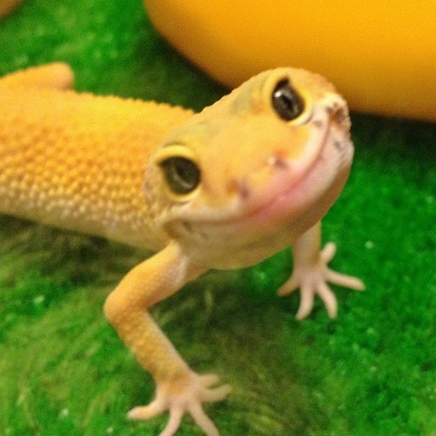 I Have Seen The Whole Of The Internet: Happy Looking Geckos