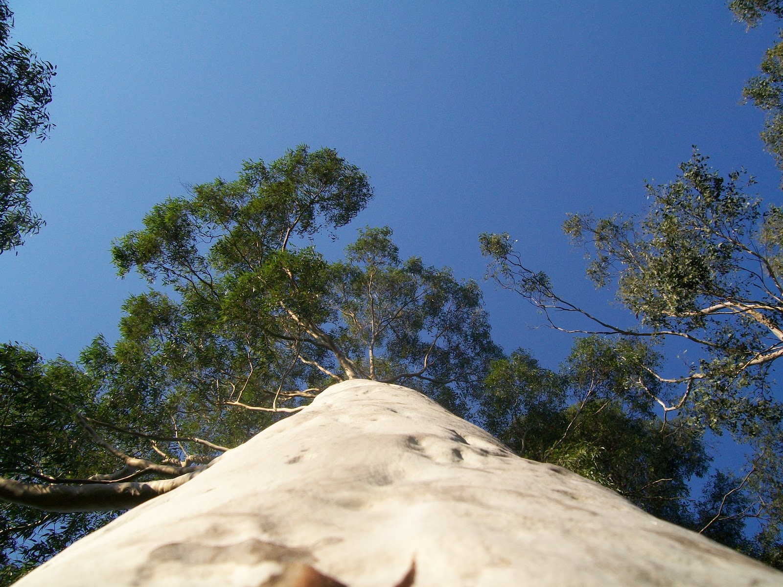 Landscape: Lemon-Scented Gum